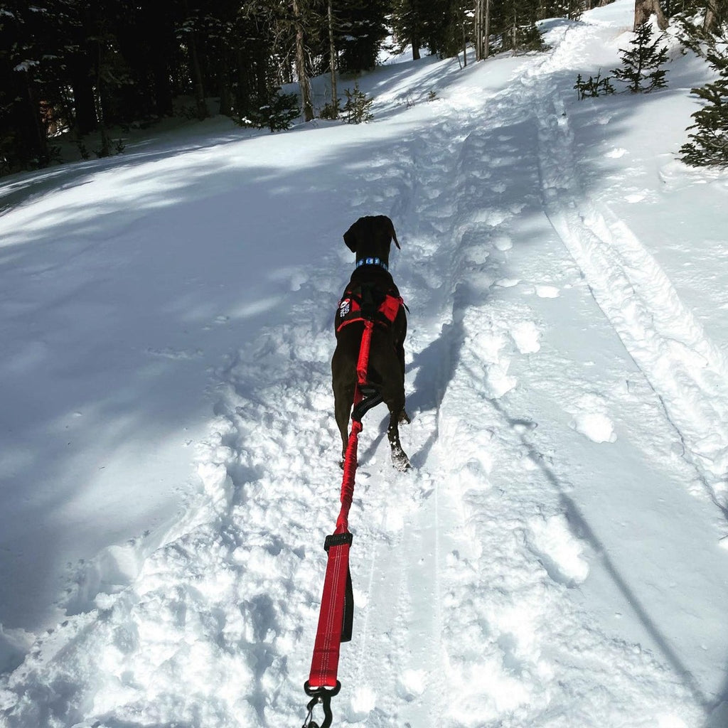 Remi Runner Leash – Fido Pro